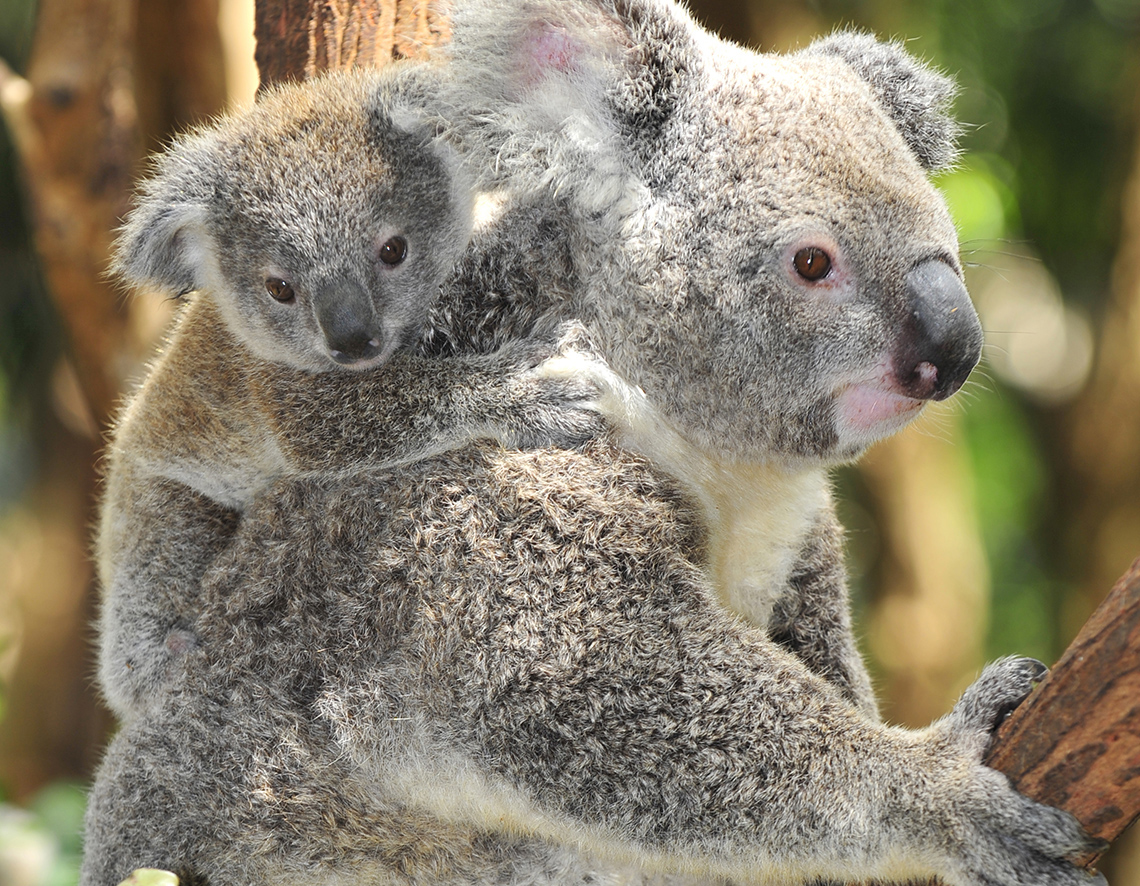 Steun Red de Koala en andere dieren in Australië. Kom in actie en ...
