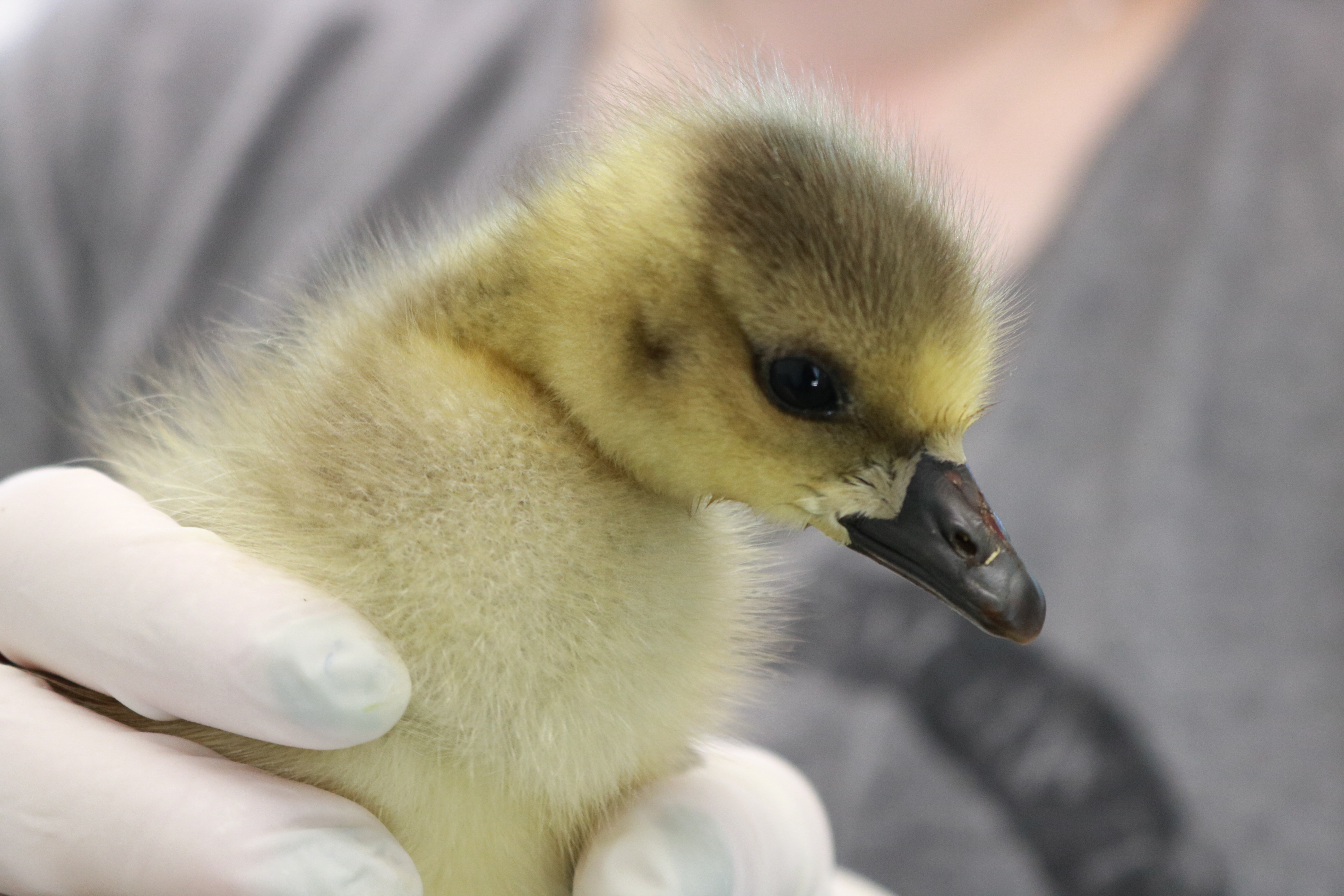 Steun Help ons de vogels helpen!. Kom in actie en doneer online • Geef.nl