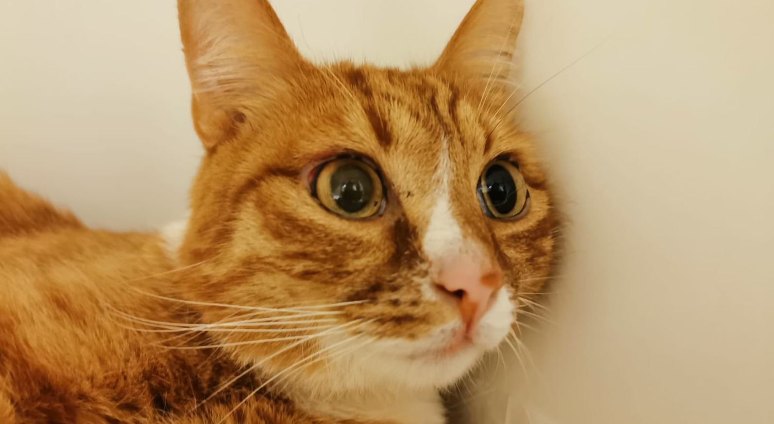 Steun Red het pootje van deze lieve jonge kat!. Kom in actie en doneer ...