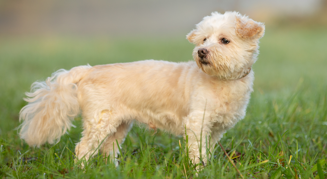 Steun Help je ons met de knie-operatie van Prince?. Kom in actie en ...